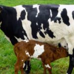 VACAS - Ganadería - Toda la información del ganado bovino