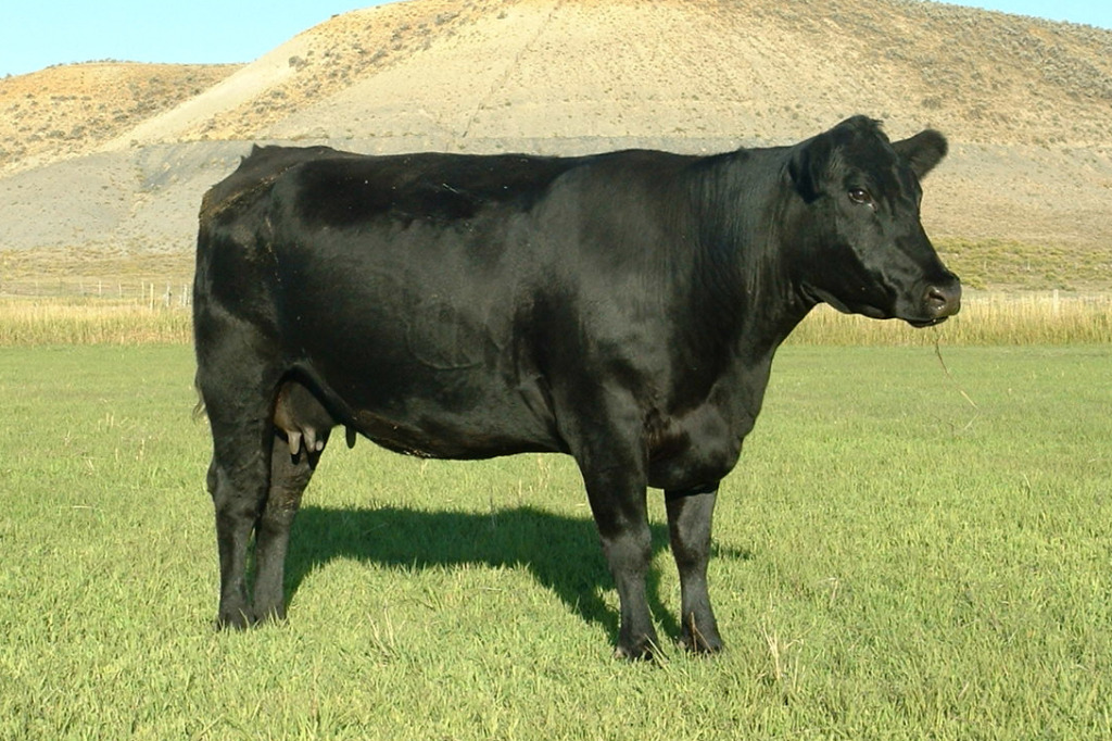 Datos interesantes sobre las vacas raza Angus - Ganadería - Toda la ...